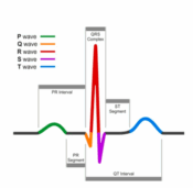 PALS : Normal Heart Anatomy and Physiology Guide